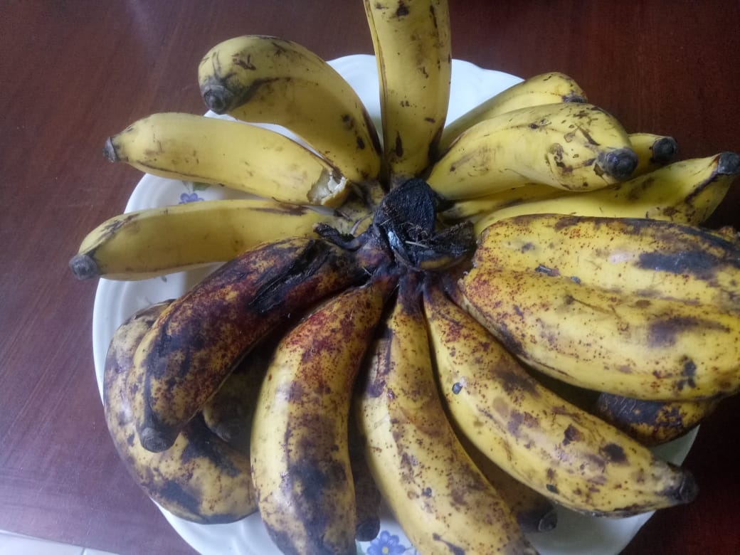 Pisang Apuy, Varietas Tanaman Lokal Majalengka yang Didaftarkan ke Kementan – Kacenews